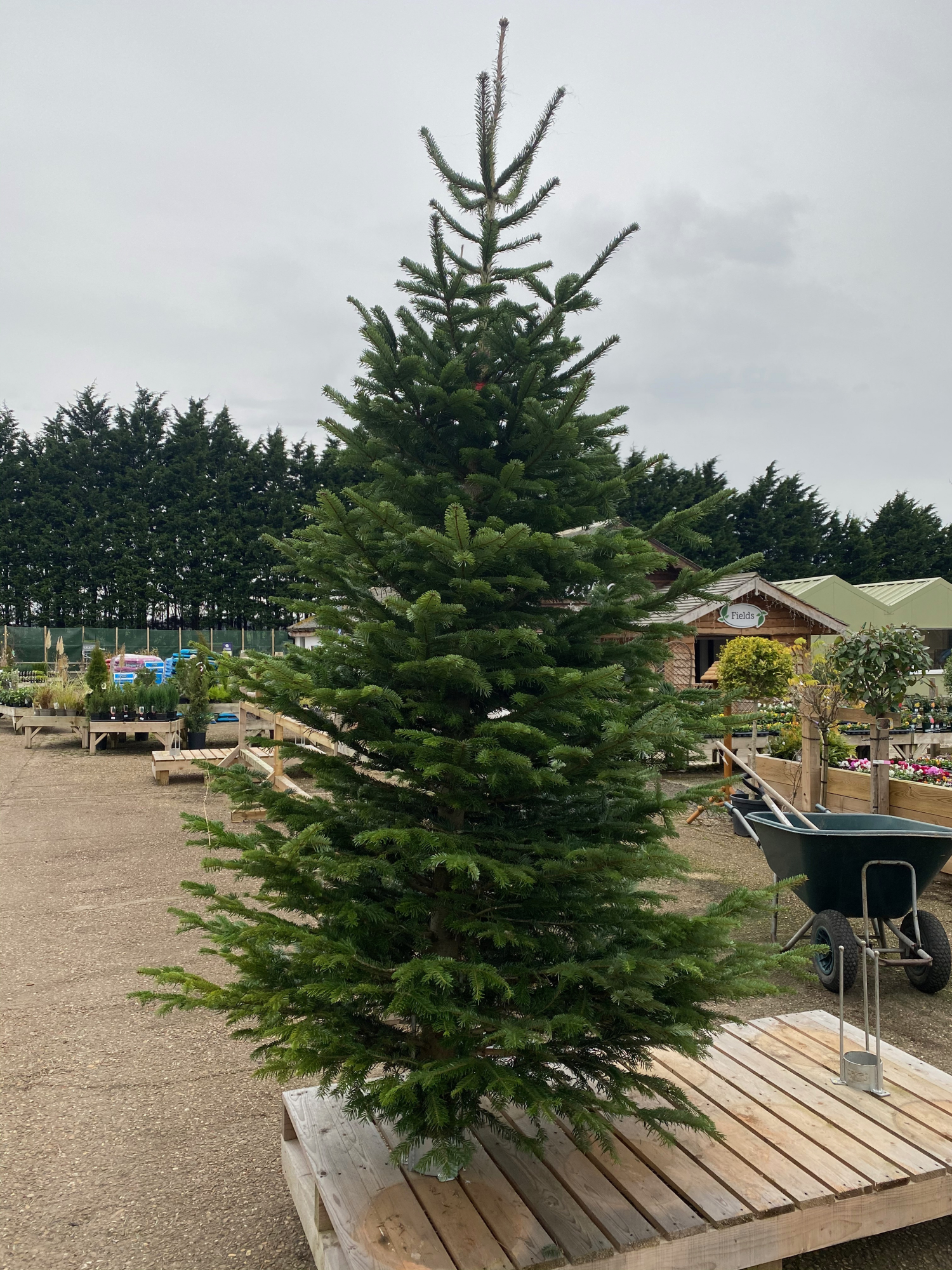 Nordman Fir Christmas Tree 8-9ft